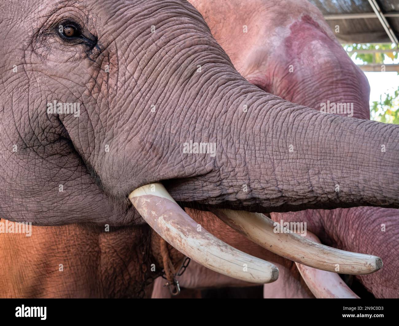 Close-up eye, proboscis and tusks and skin surface of white elephant ...
