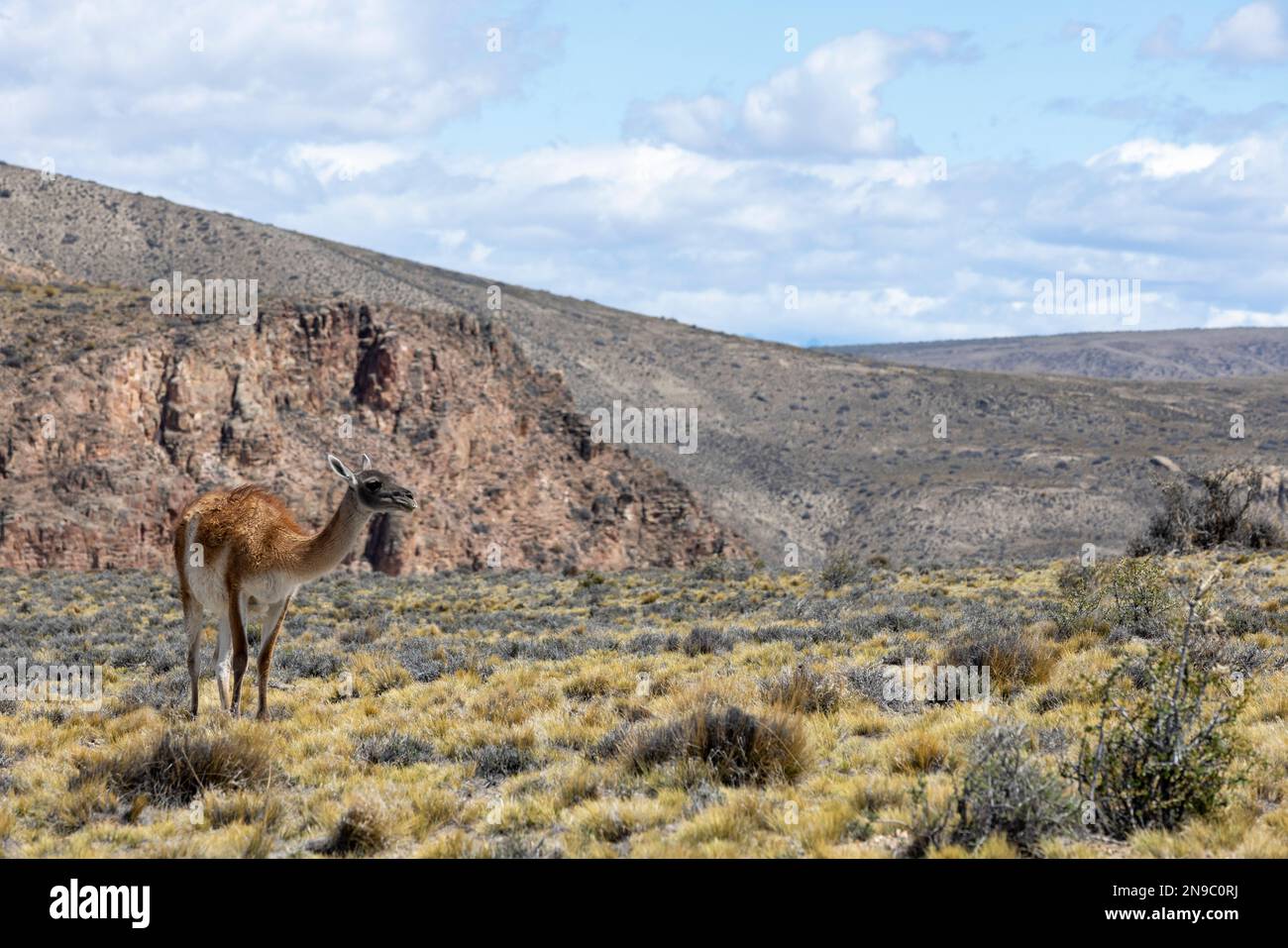 Guanaco in the Parque Patagonia in Argentina, South America Stock Photo ...