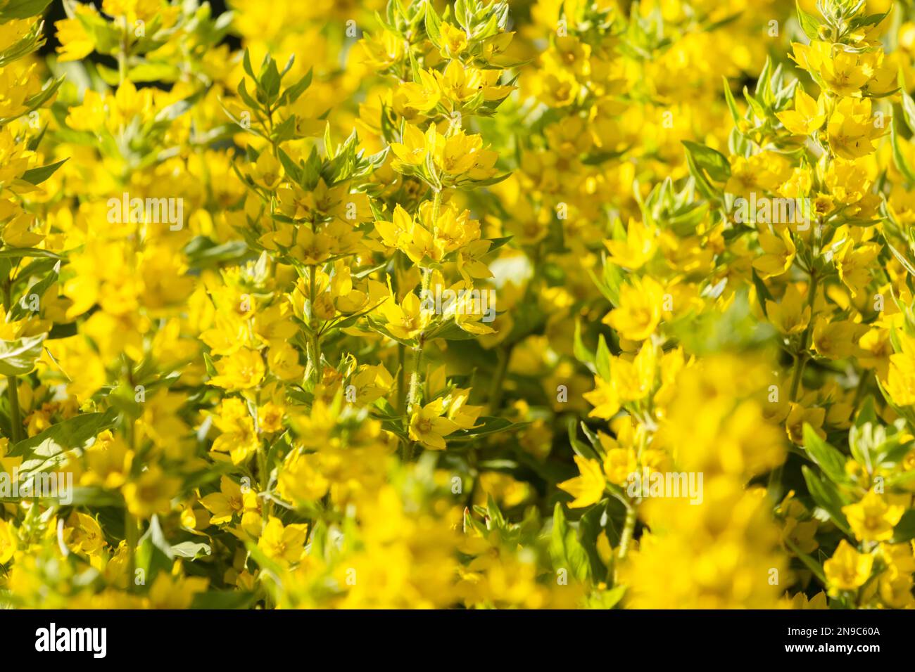 yellow spring flowers, beautiful texture Stock Photo - Alamy