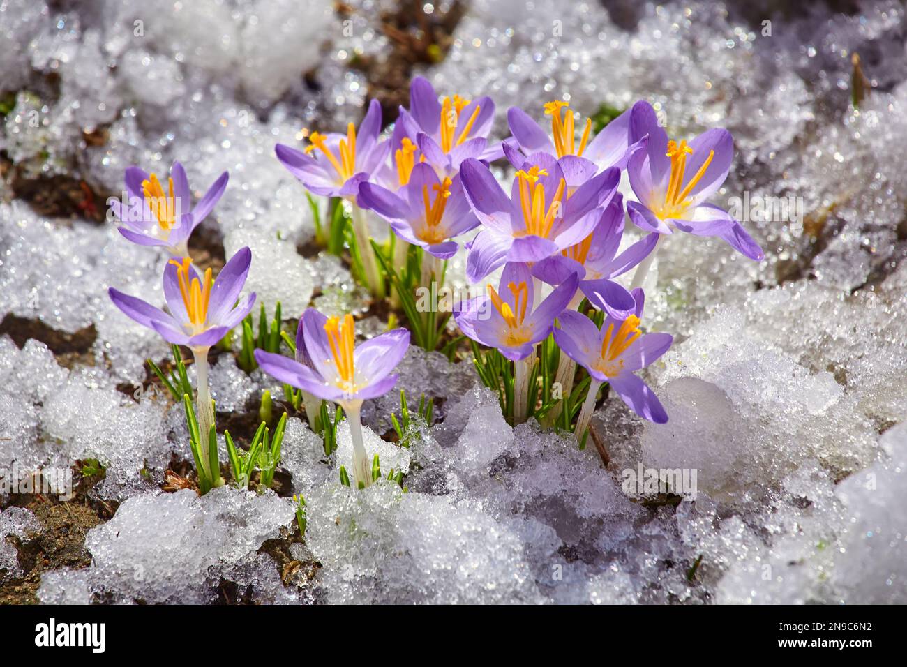 Melting Snow Flower