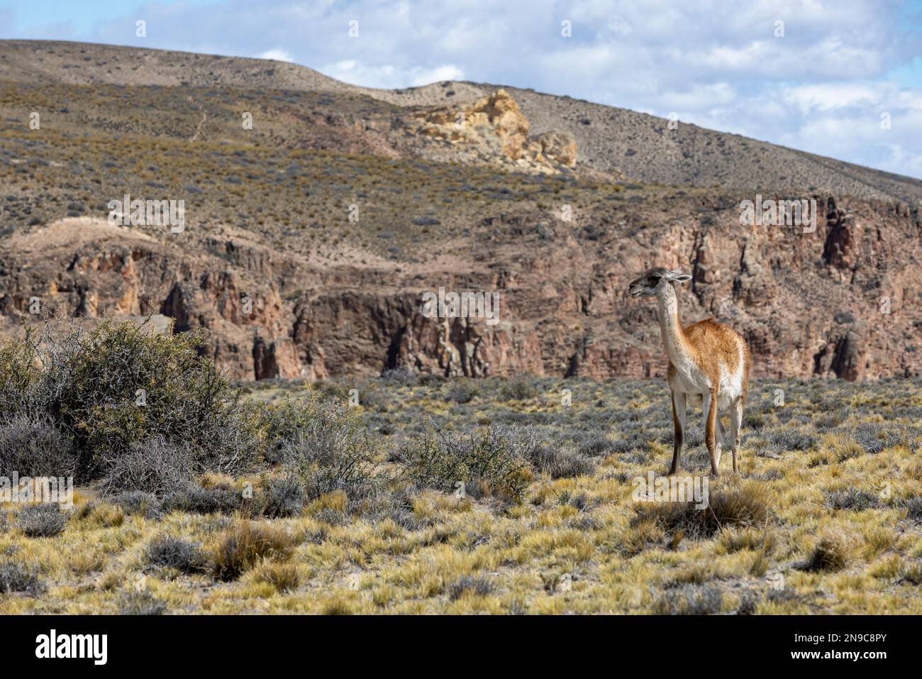 Guanaco in the Parque Patagonia in Argentina, South America Stock Photo ...