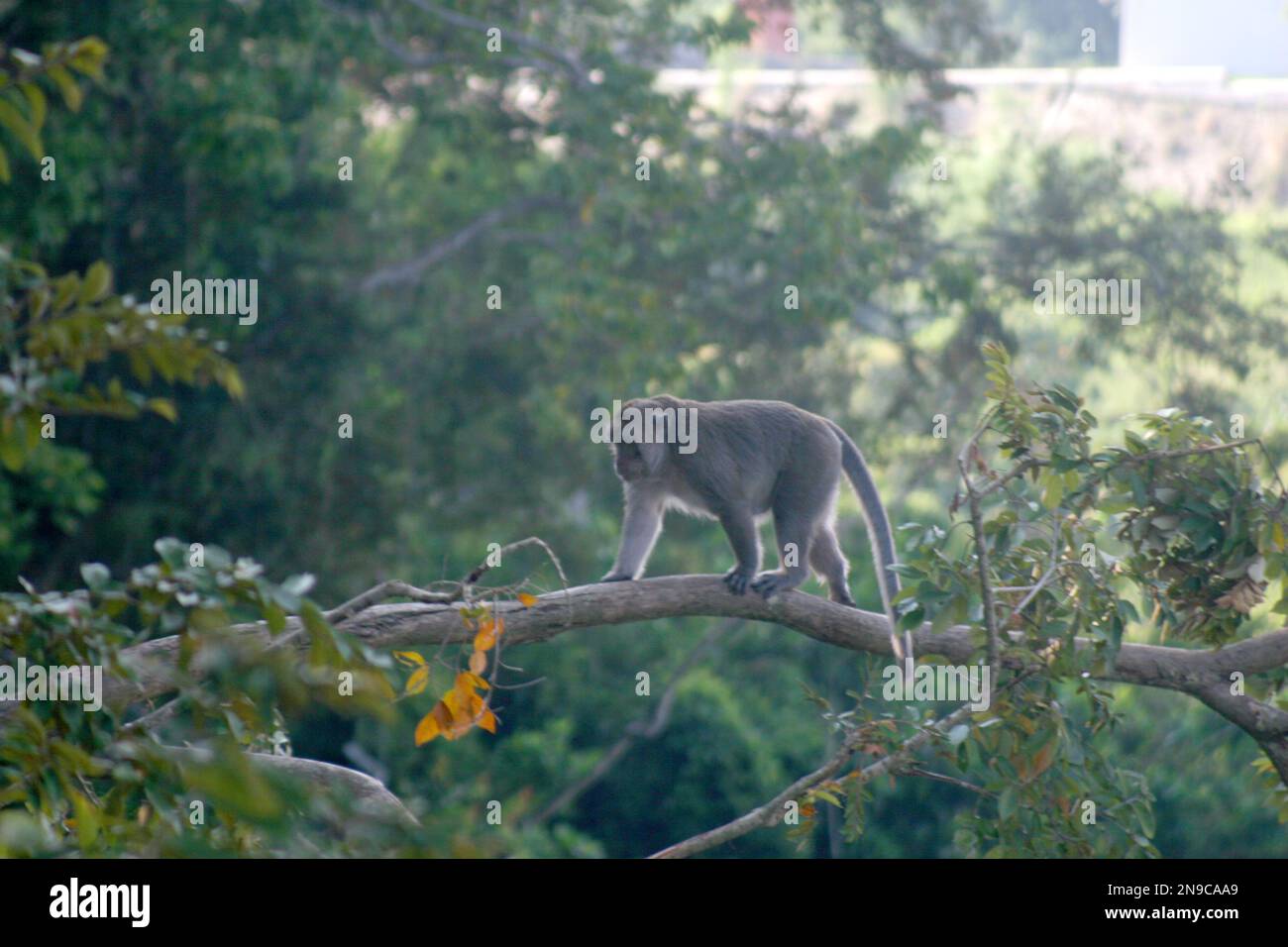 a little monkey walking on a tree branch in a forest Stock Photo - Alamy
