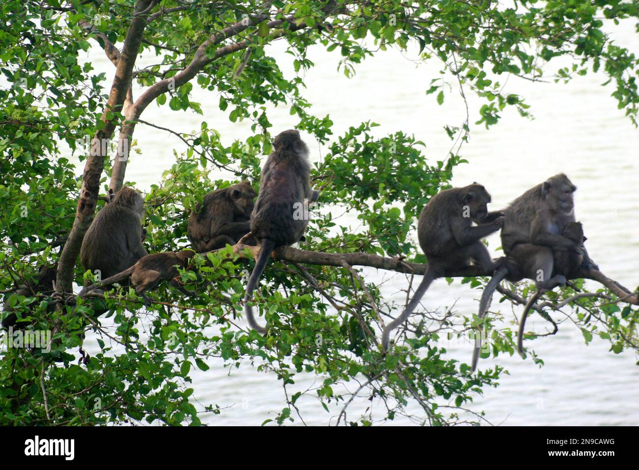 several long-tailed monkeys were sitting and playing on a tree branch ...