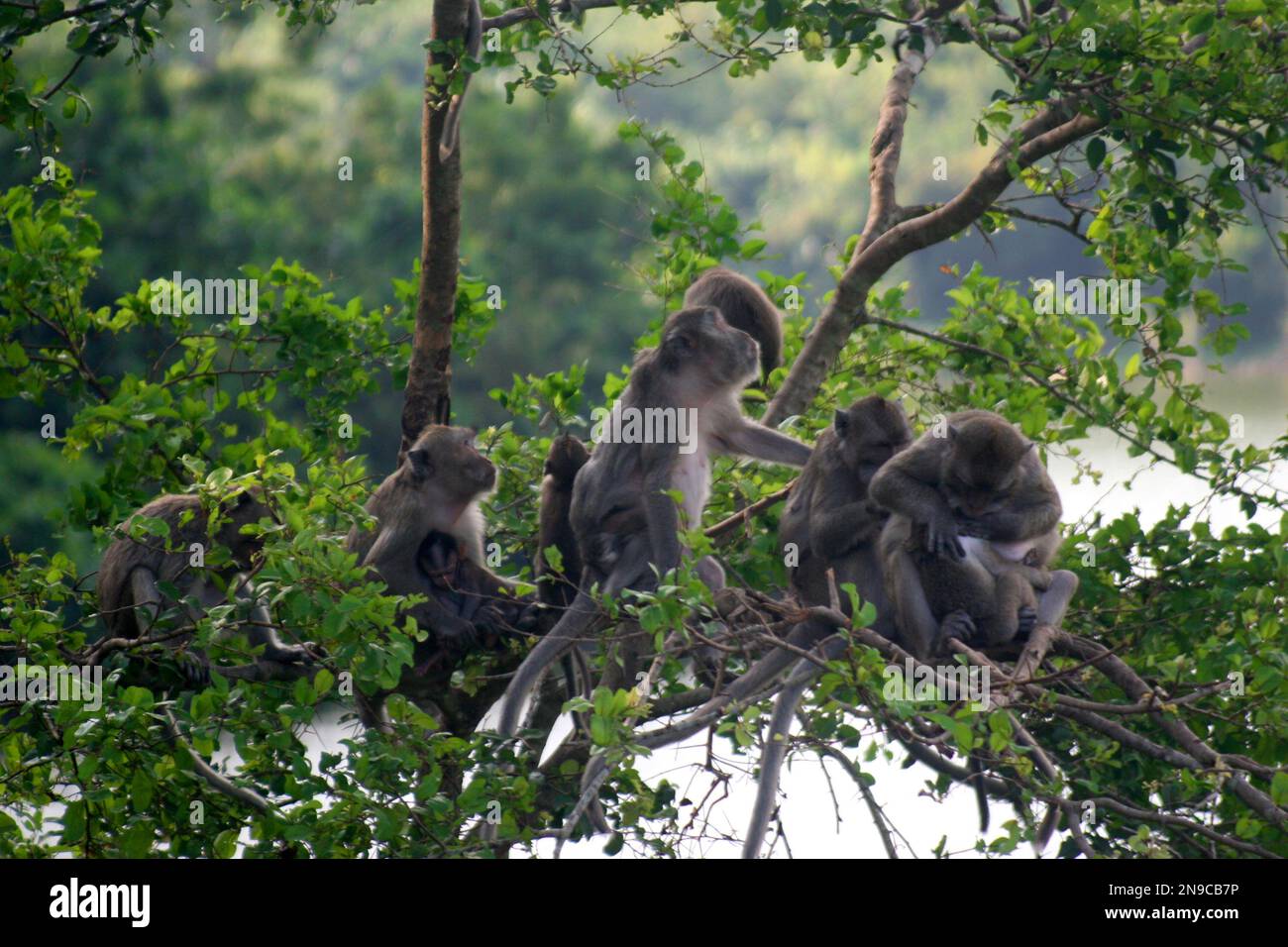 several long-tailed monkeys were sitting and playing on a tree branch ...
