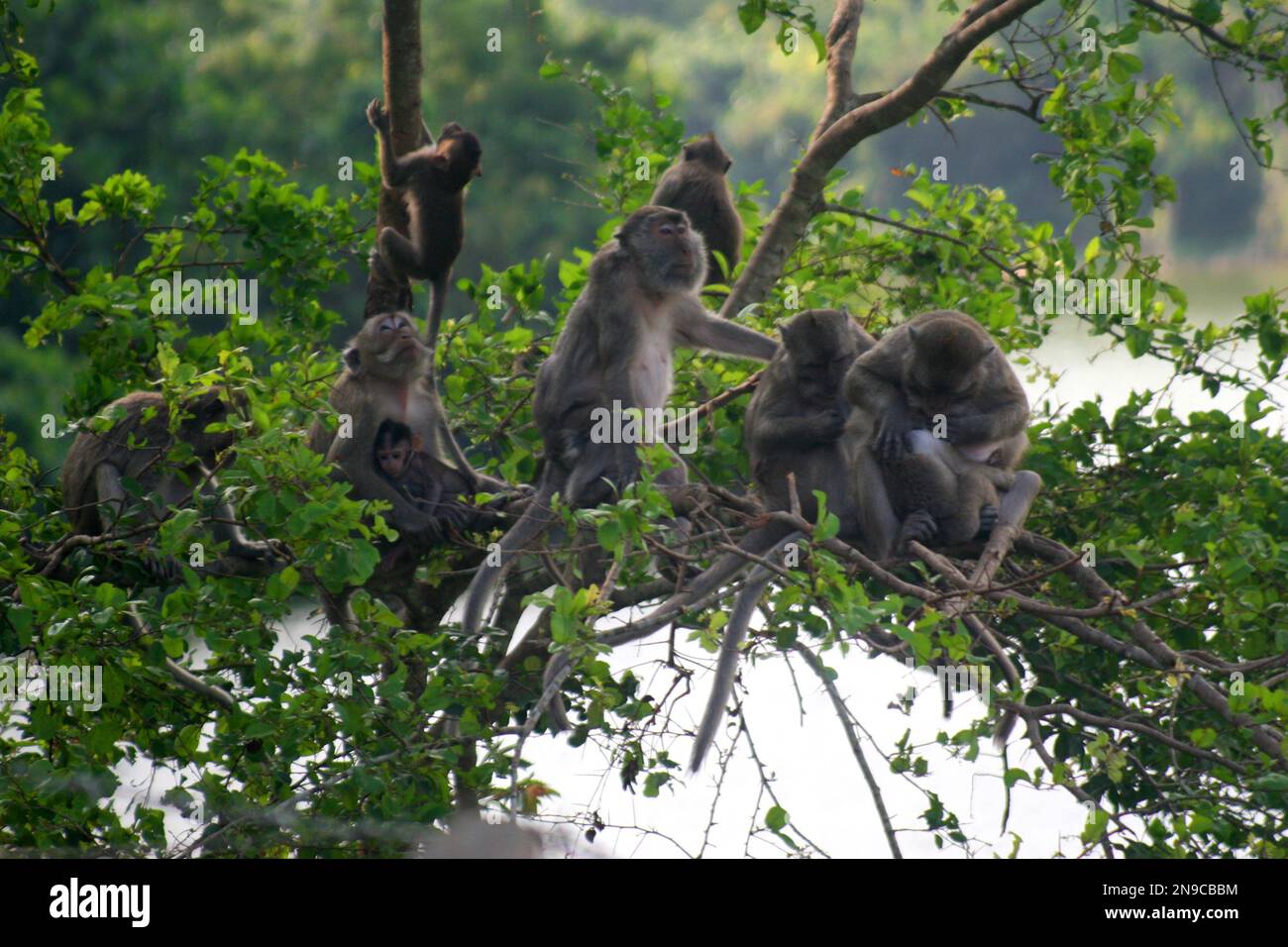 several long-tailed monkeys were sitting and playing on a tree branch ...