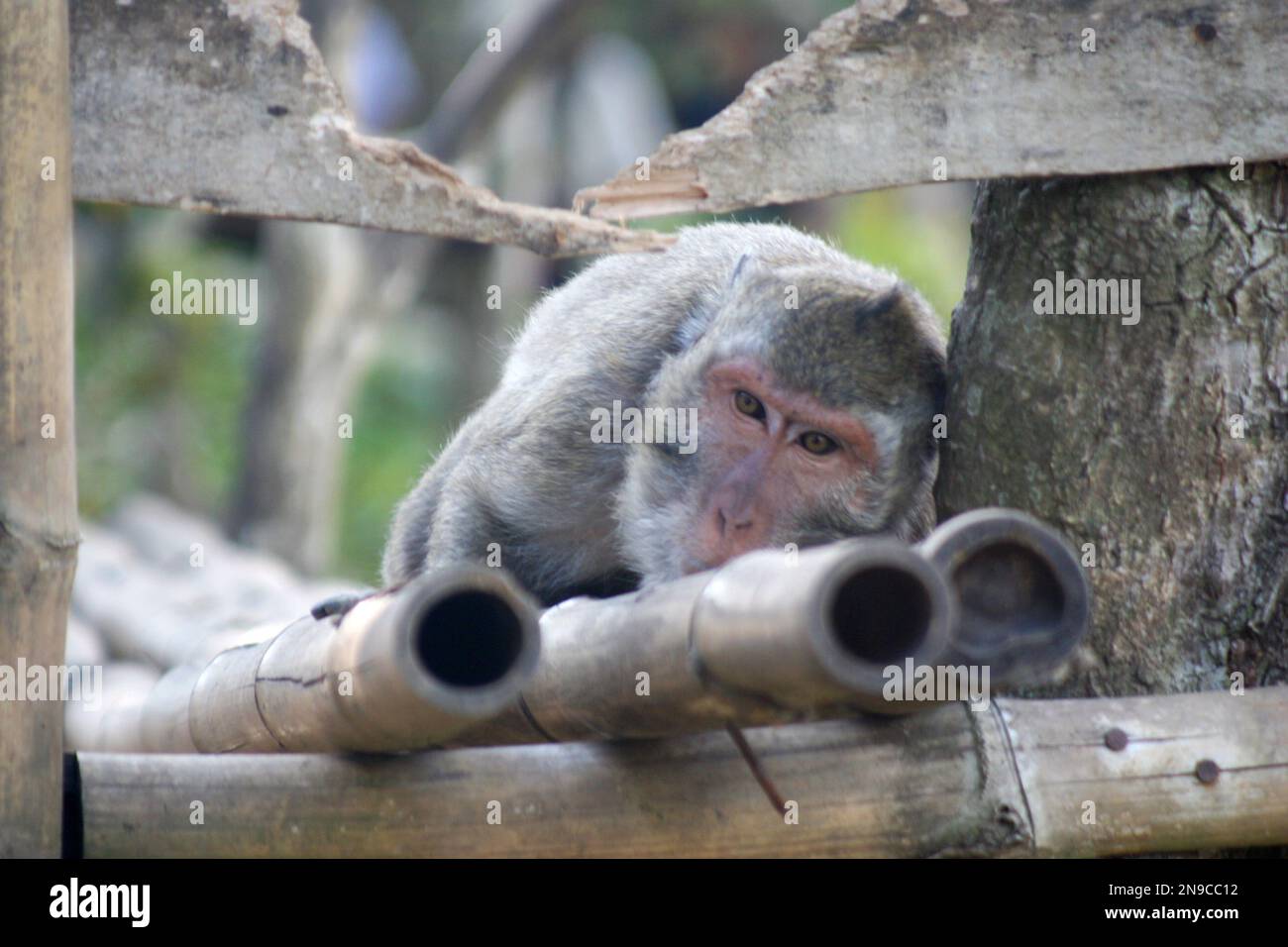 portrait of a monkey lying on its stomach and relaxing on a bamboo ...