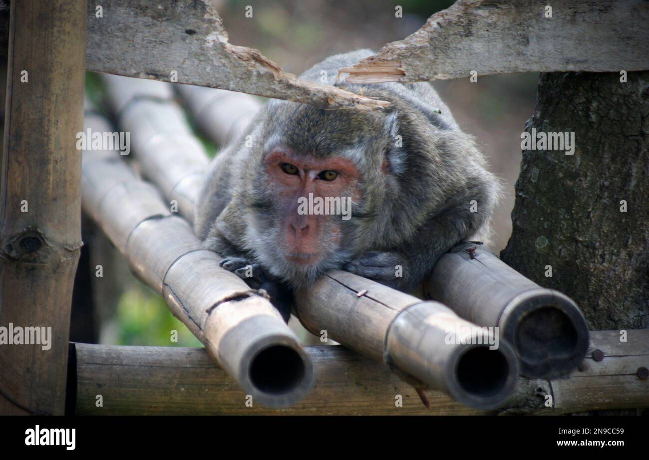 portrait of a monkey lying on its stomach and relaxing on a bamboo ...