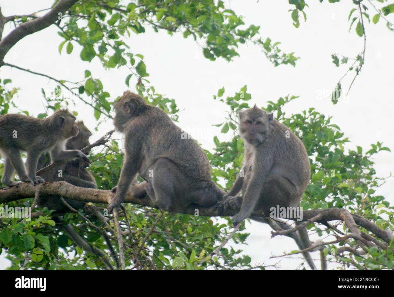 several long-tailed monkeys were sitting and playing on a tree branch ...