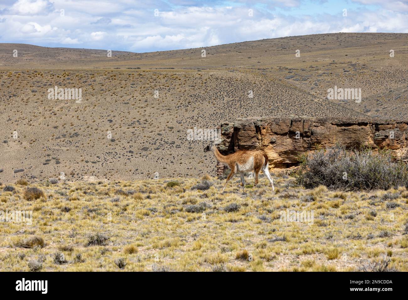 Guanaco in the Parque Patagonia in Argentina, South America Stock Photo ...