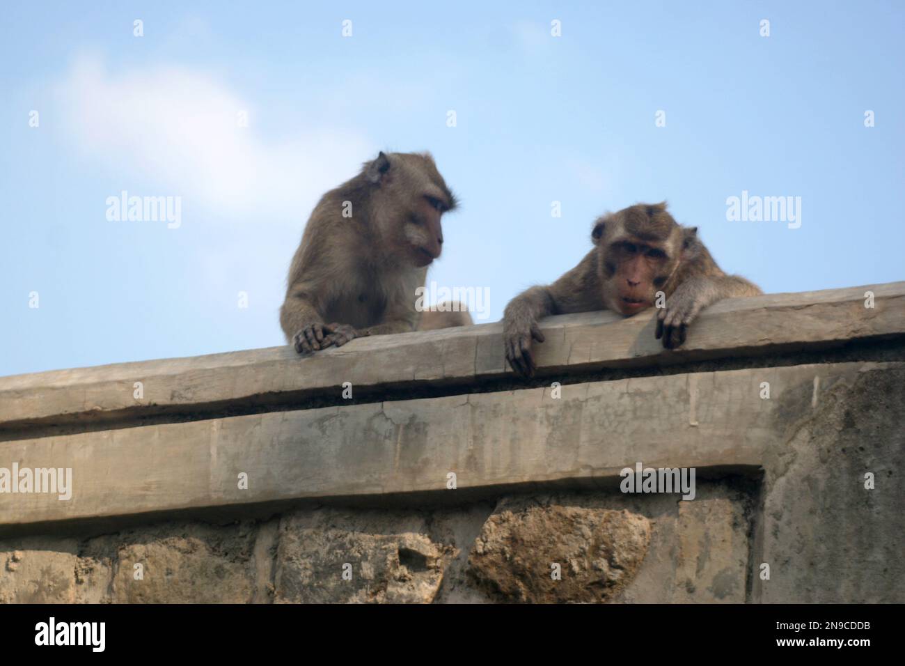 two little monkeys relaxing on the wall with blue sky background Stock ...