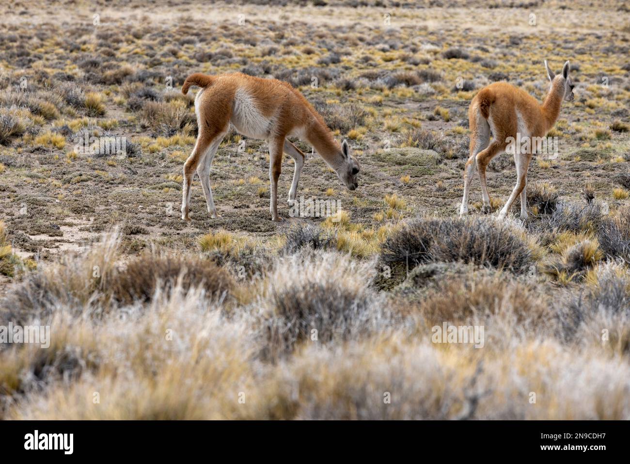 Guanacos in the Parque Patagonia in Argentina, South America Stock ...