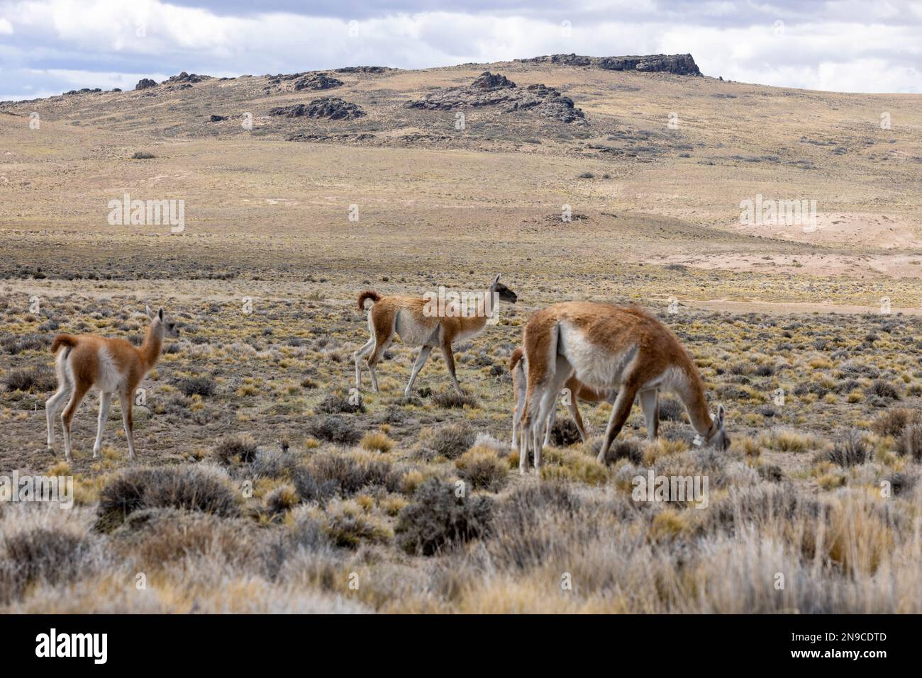Guanacos in the Parque Patagonia in Argentina, South America Stock ...