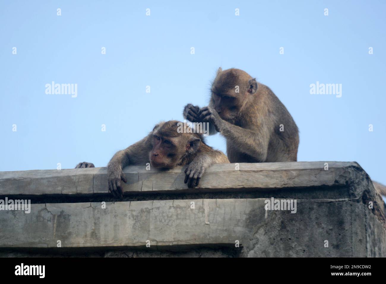 two monkeys playing on the wall Stock Photo - Alamy