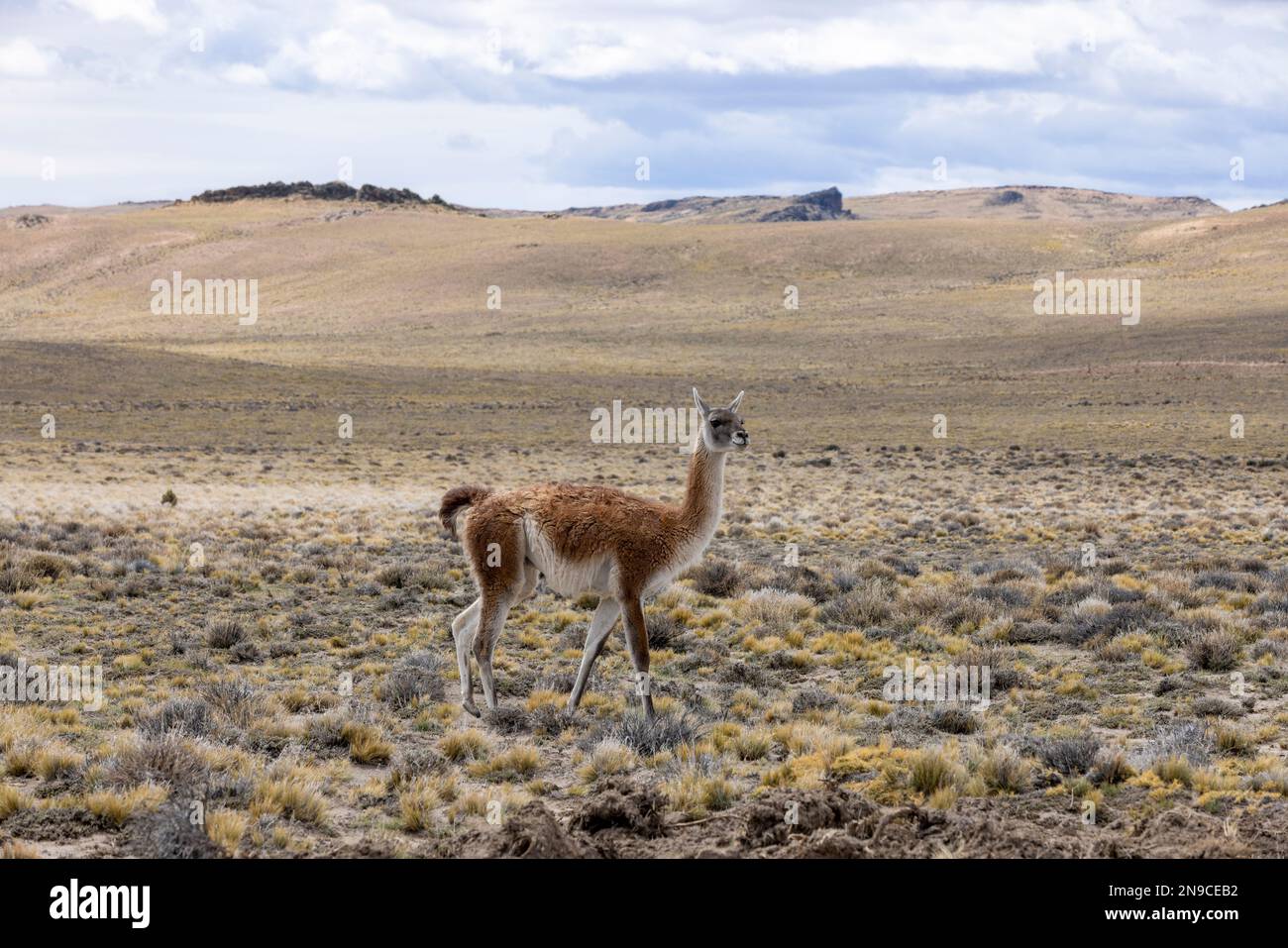 Guanaco in the Parque Patagonia in Argentina, South America Stock Photo ...