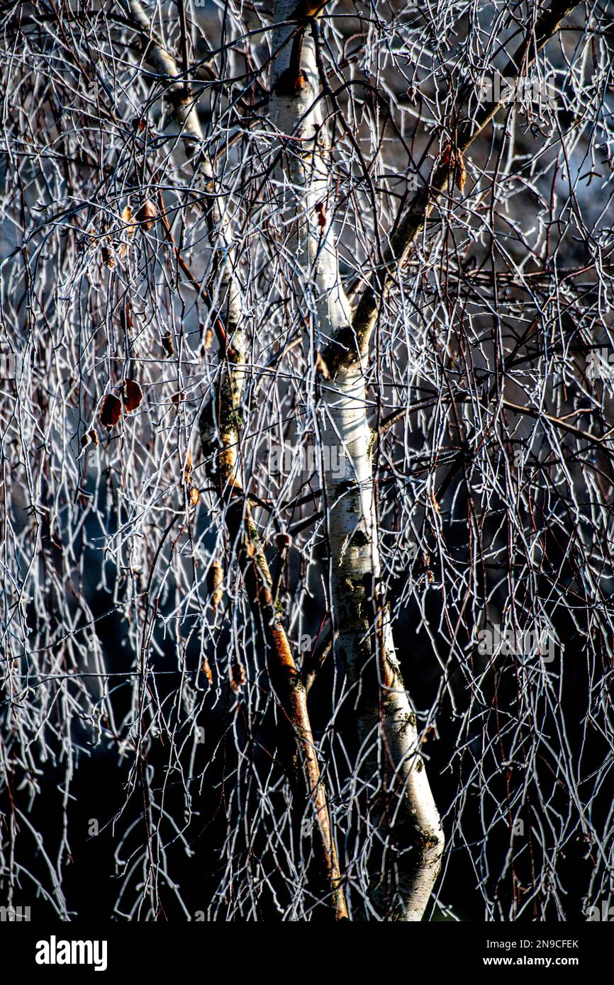 Birch trees covered in frost hi-res stock photography and images - Alamy