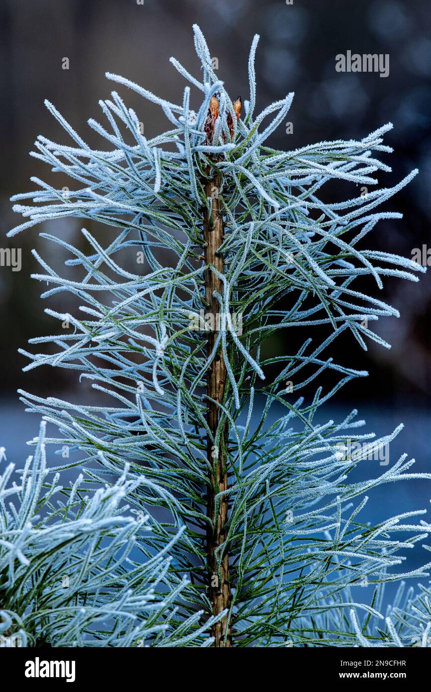 Common silver fir hi-res stock photography and images - Alamy