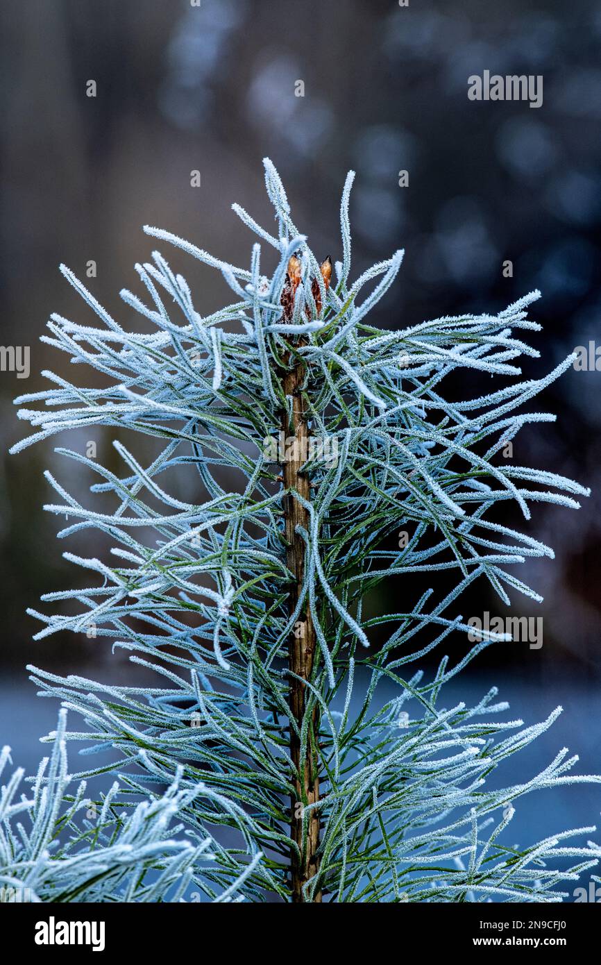 Common silver fir hi-res stock photography and images - Alamy
