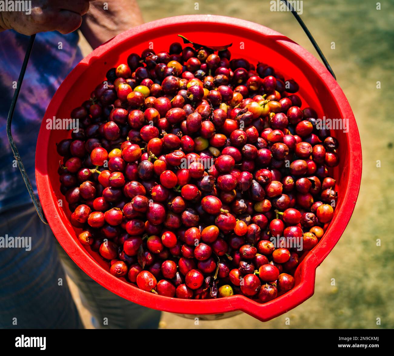 a bucket of fresh ripe coffee beans ready to pour into the machine to ...