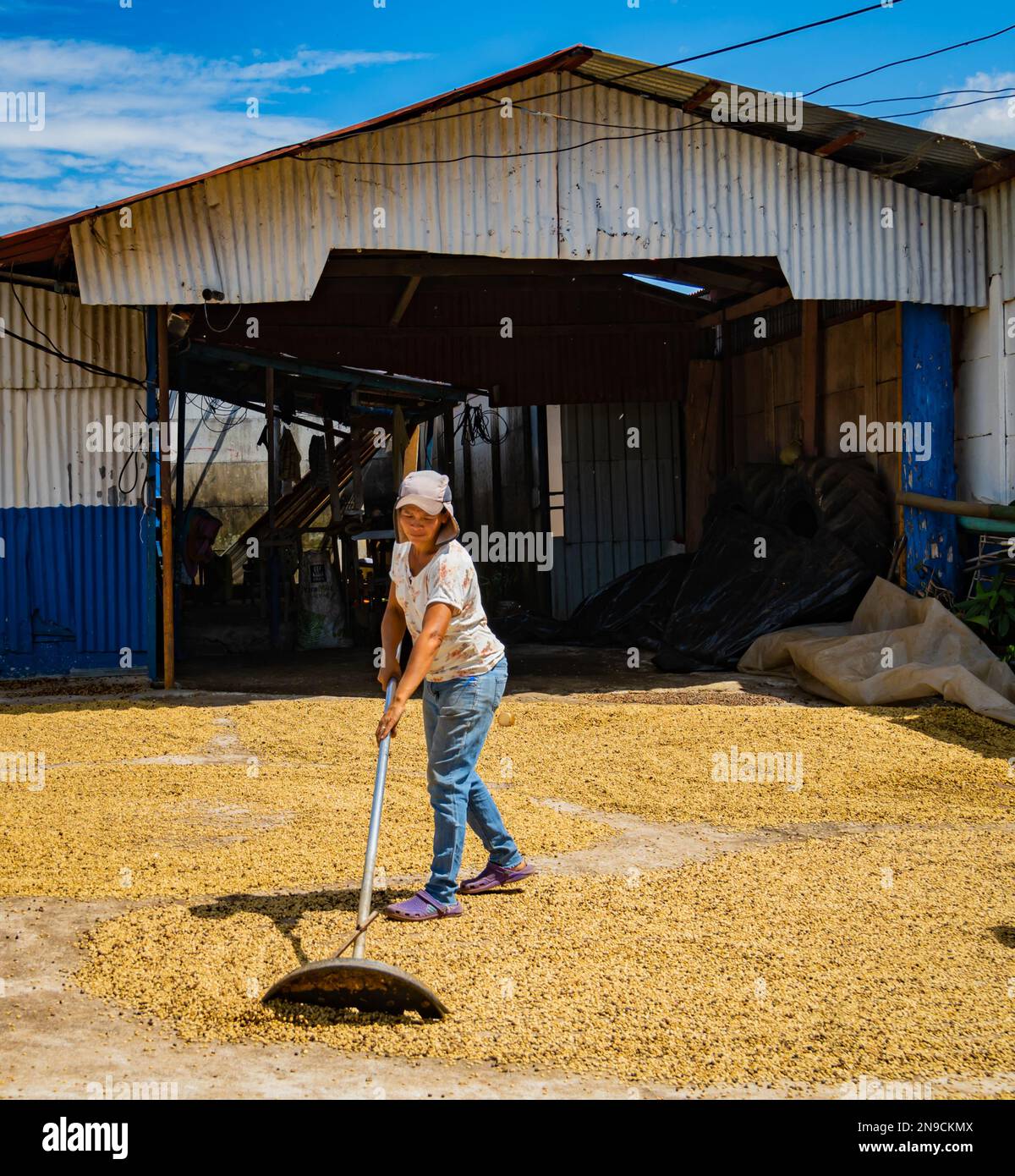 Woman rakes coffee beans hi-res stock photography and images - Alamy