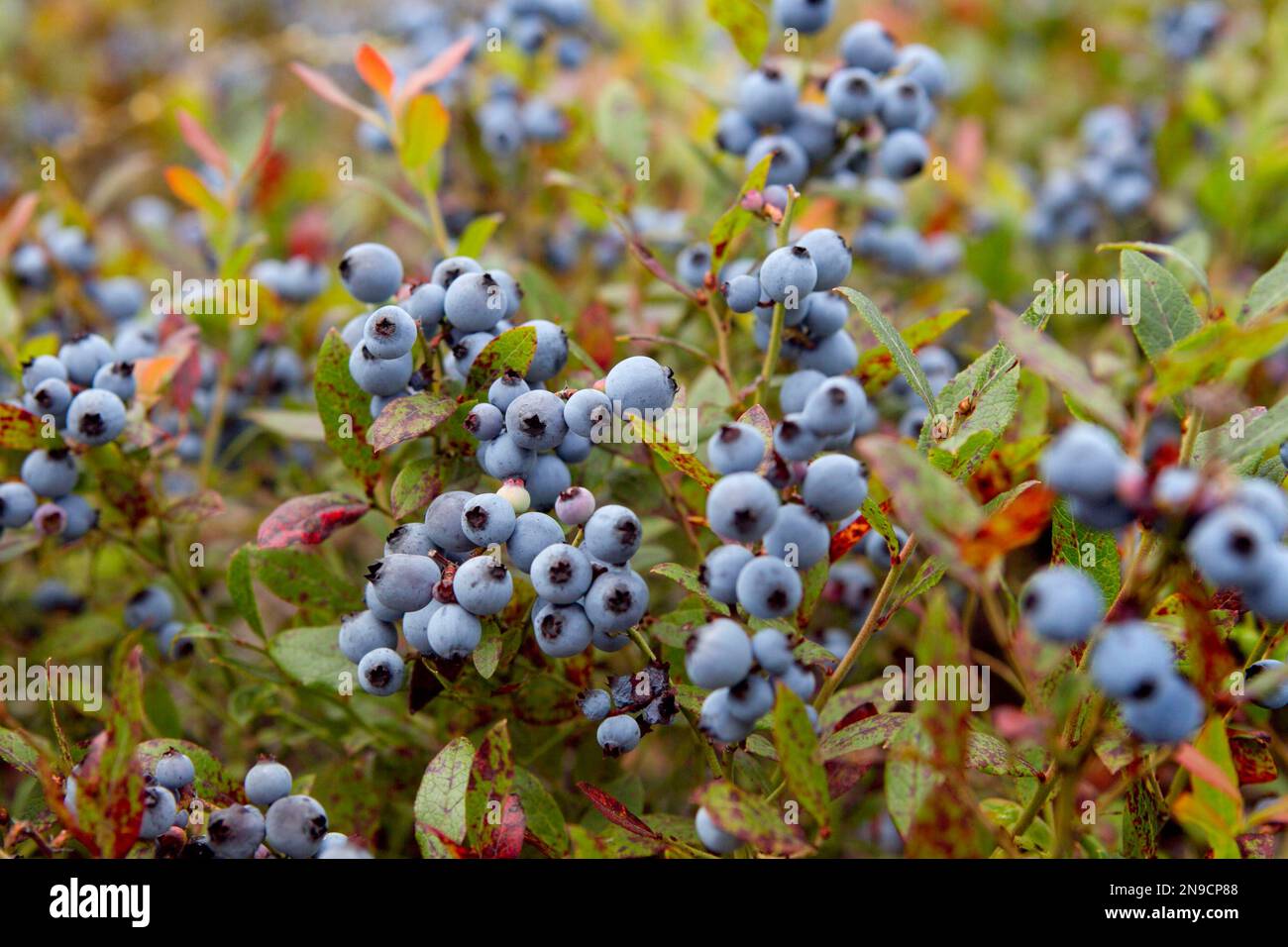 In this photo made Friday, July 27, 2012, wild blueberries await ...