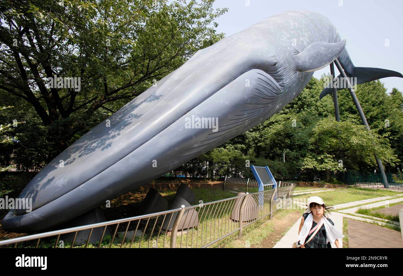A child walks past a life-size model of Blue Whale displayed at ...