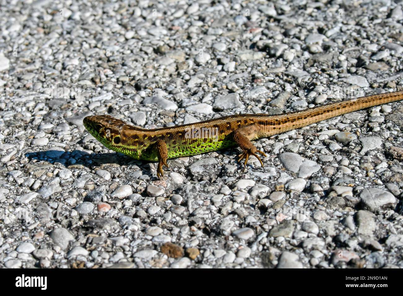 Sand lizard lacerta agilis green hi-res stock photography and images ...