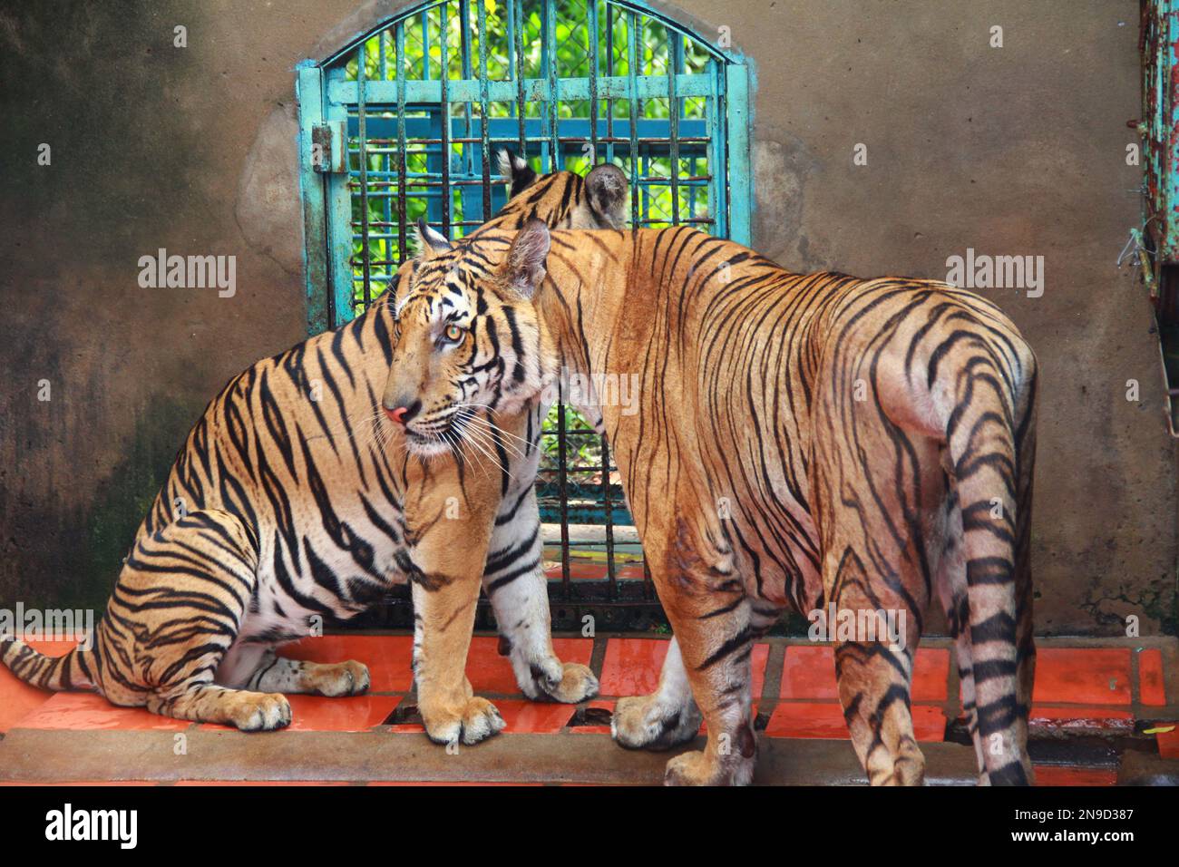 FILE - In this file photo taken on July 4, 2012, tigers rest in a cage ...