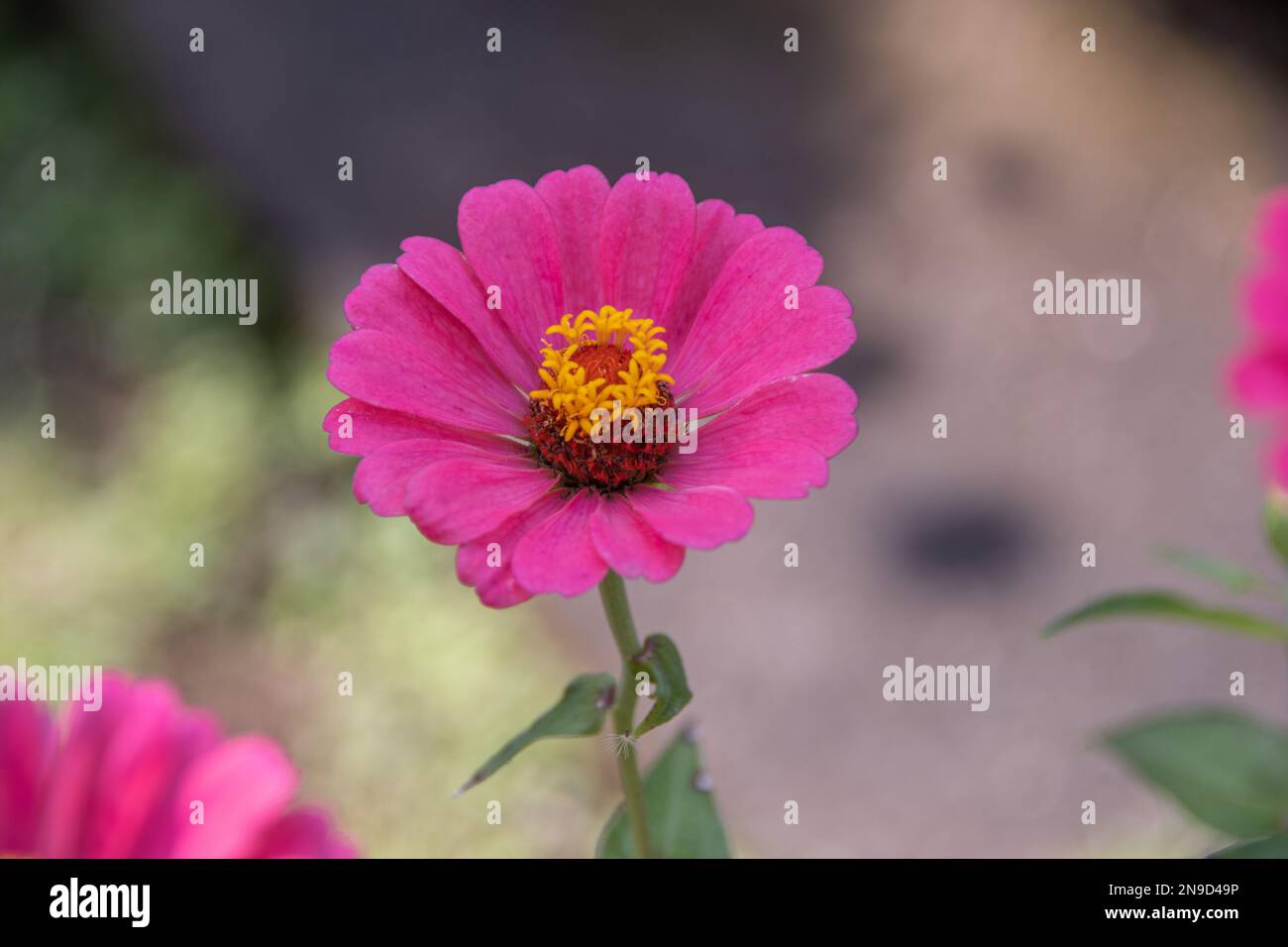 A close-up view of a blooming pink flower Stock Photo - Alamy