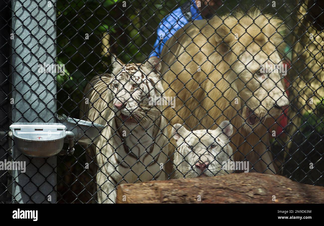 The two royal white tigers and white lion wait to be released into ...