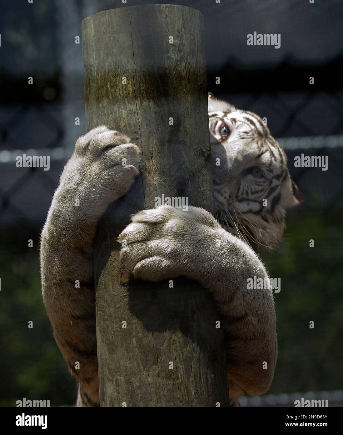 One of the royal white tigers hugs a pole in its new Jungle Island ...