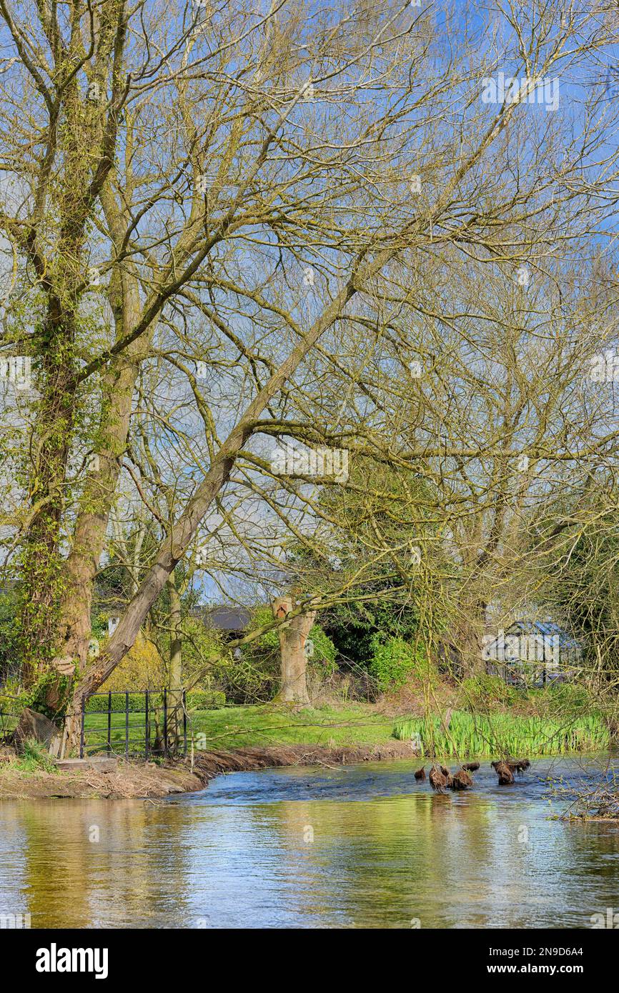 The River Wensum as seen from the pub at Sculthorpe Mill, North Norfolk ...