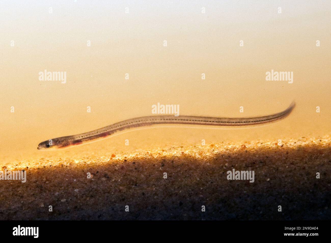 American eel glass eel hi-res stock photography and images - Alamy