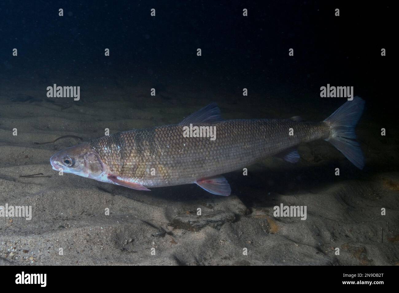 Round Whitefish swimming underwater Stock Photo - Alamy