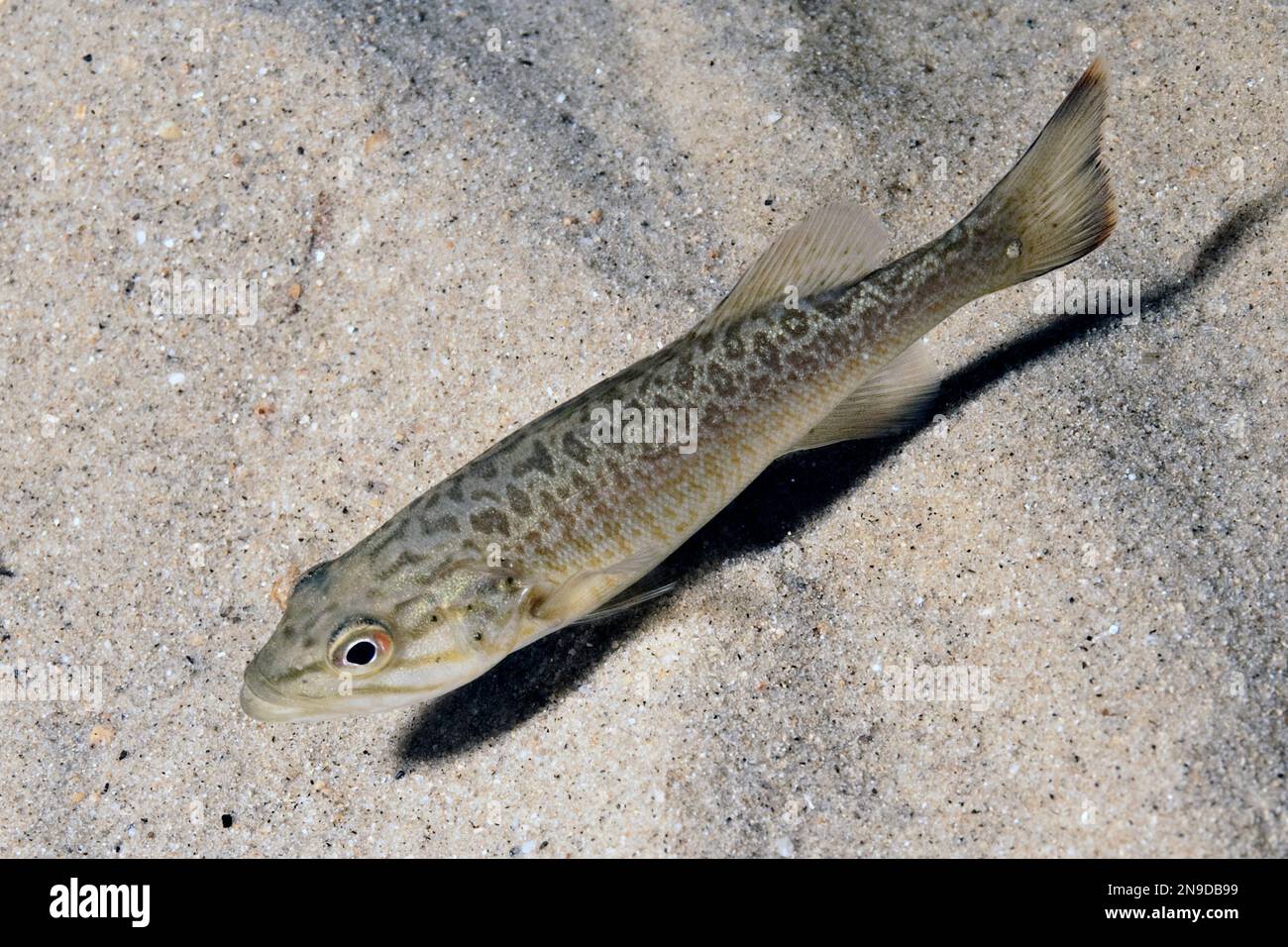 Smallmouth Bass Juvenile on sand habitat Stock Photo - Alamy