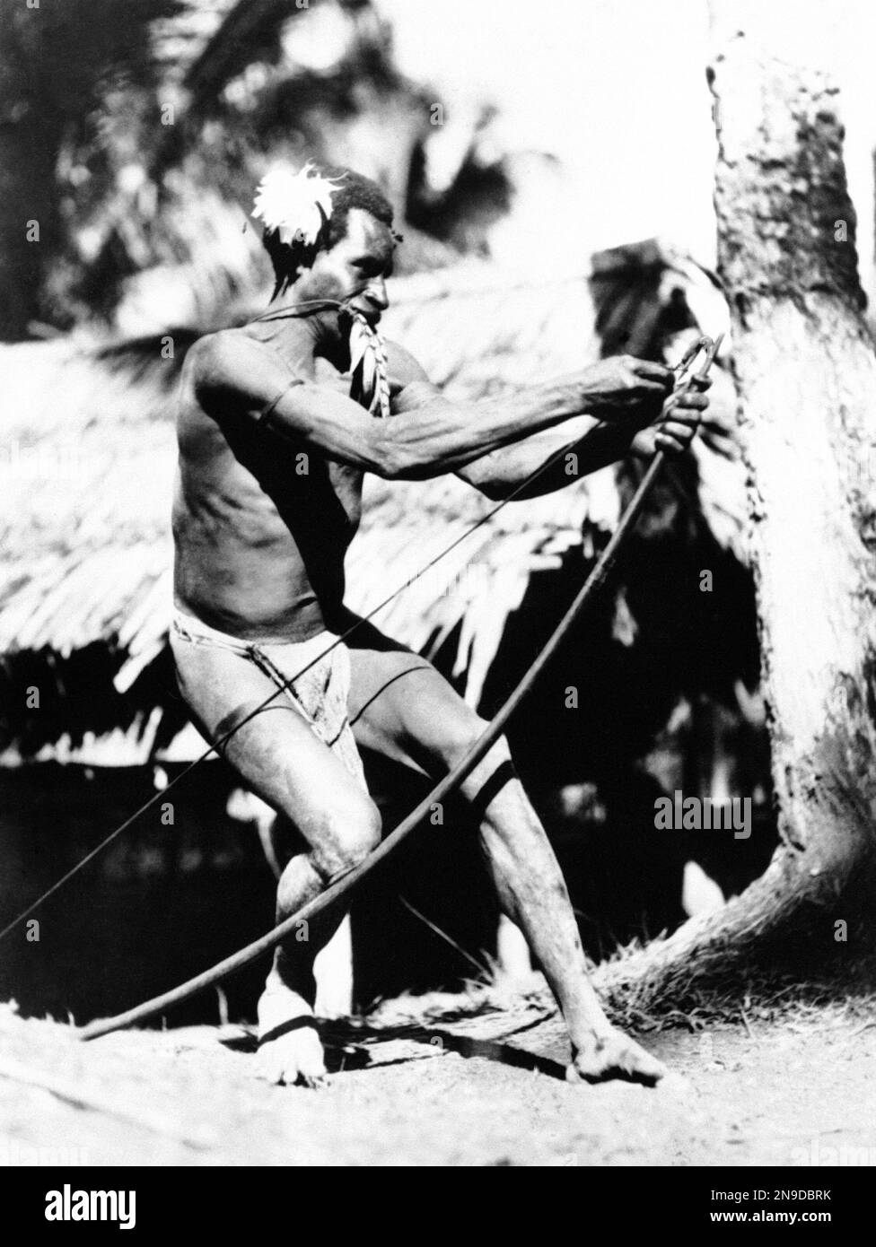 An Arapesh warrior stringing his long bow in New Guinea, an island ...