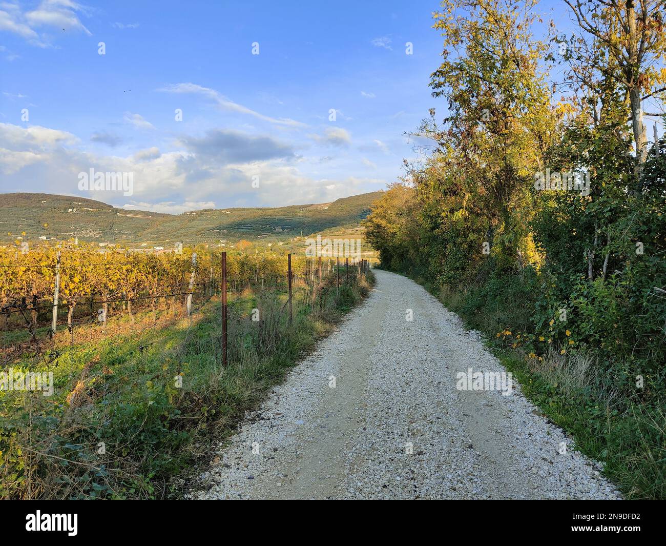 A rural road surrounded by green vegetation Stock Photo - Alamy