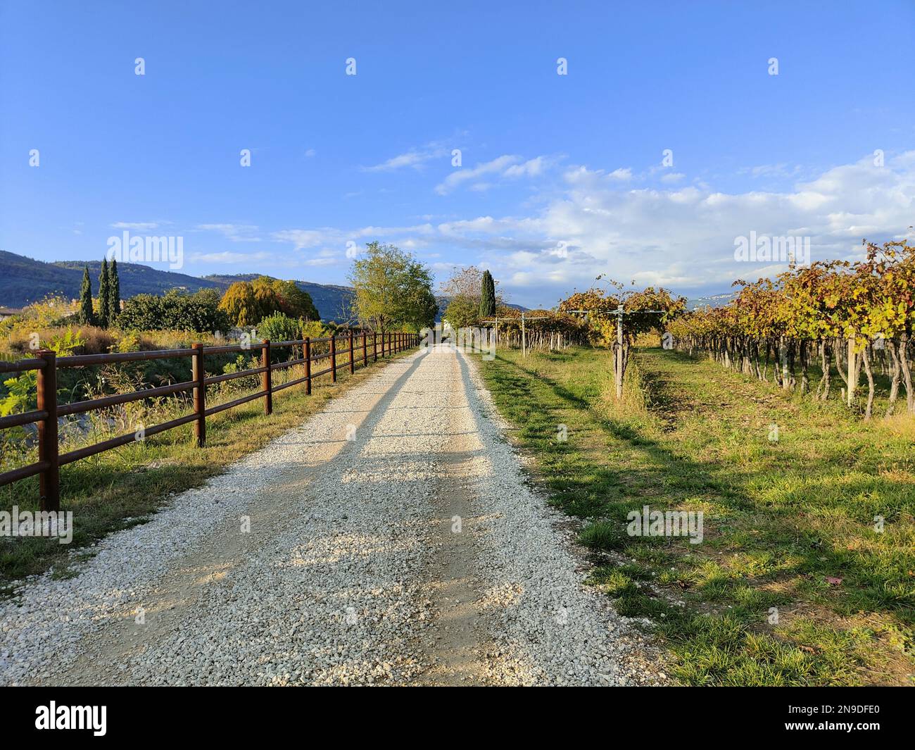 A rural road surrounded by green vegetation Stock Photo - Alamy