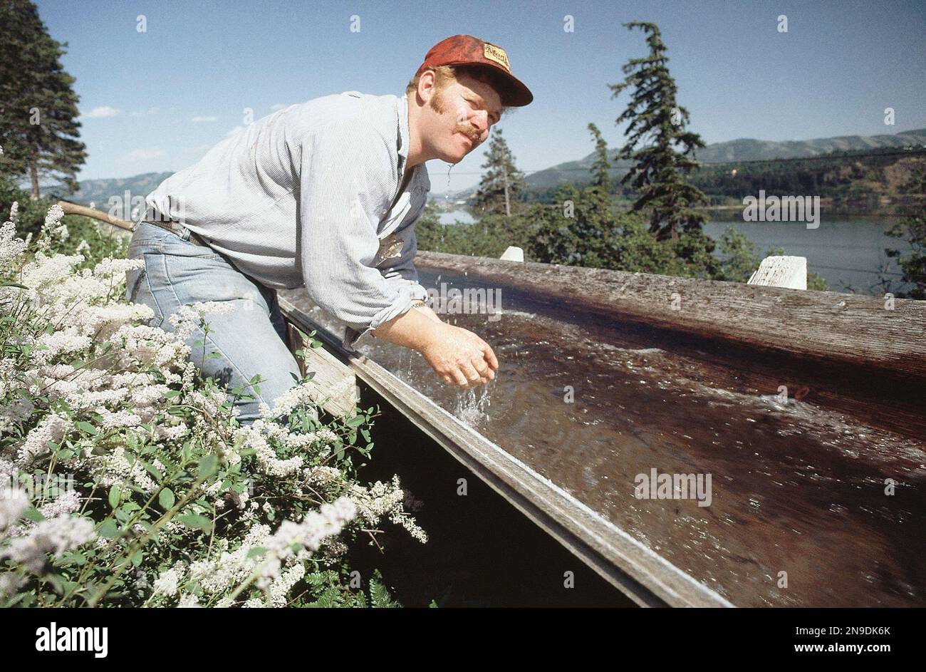 Oregon log flume in 1978. (AP Photo Stock Photo - Alamy
