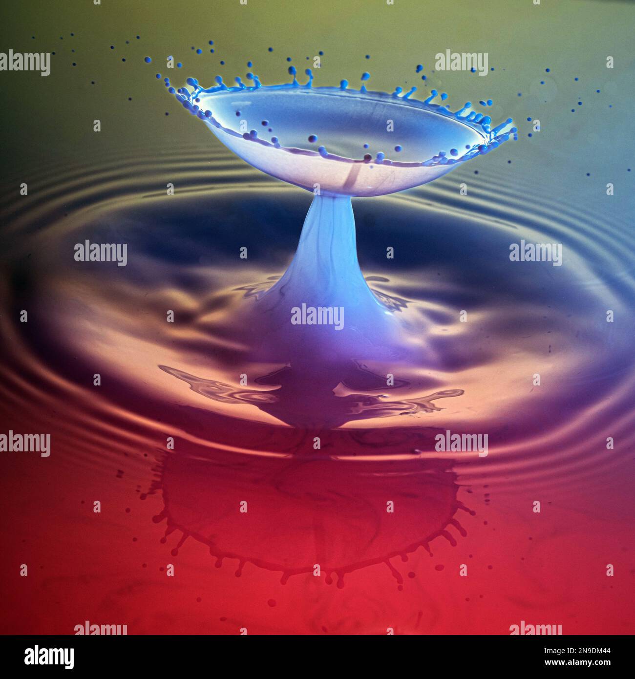 Macro photography water drops photographed with Pluto trigger Stock ...