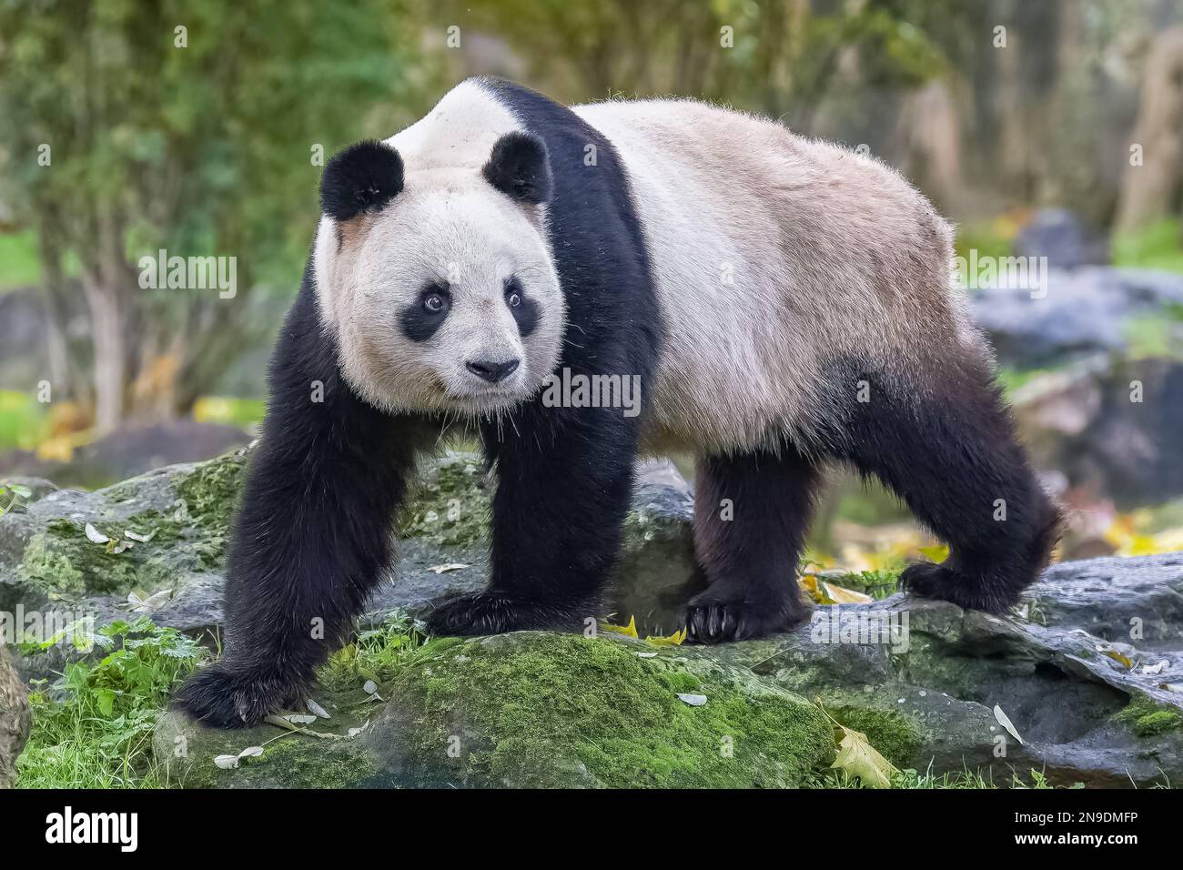 Giant panda bear walking hi-res stock photography and images - Alamy