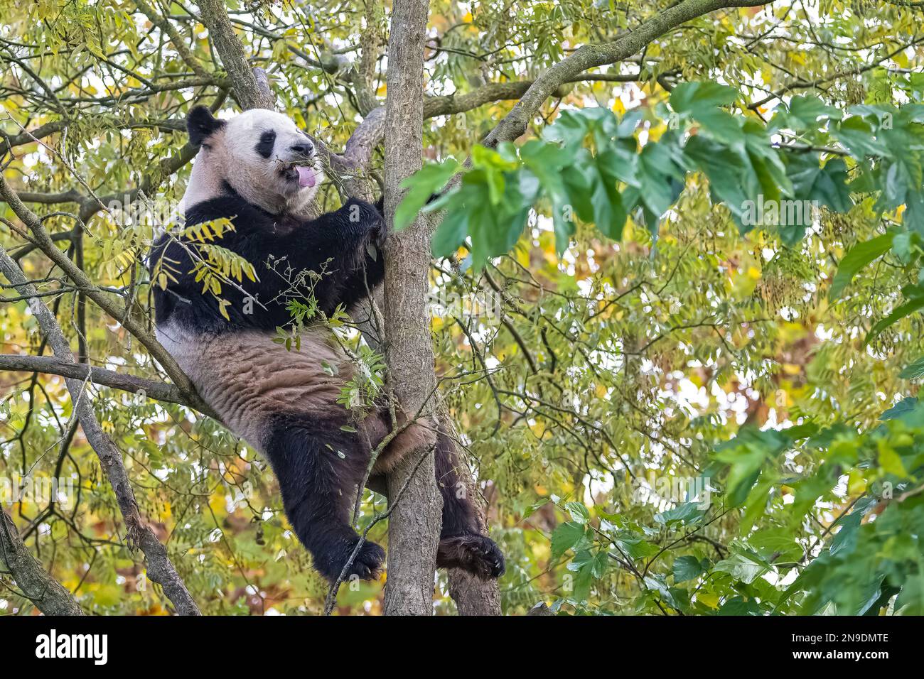 Panda standing tree hi-res stock photography and images - Alamy