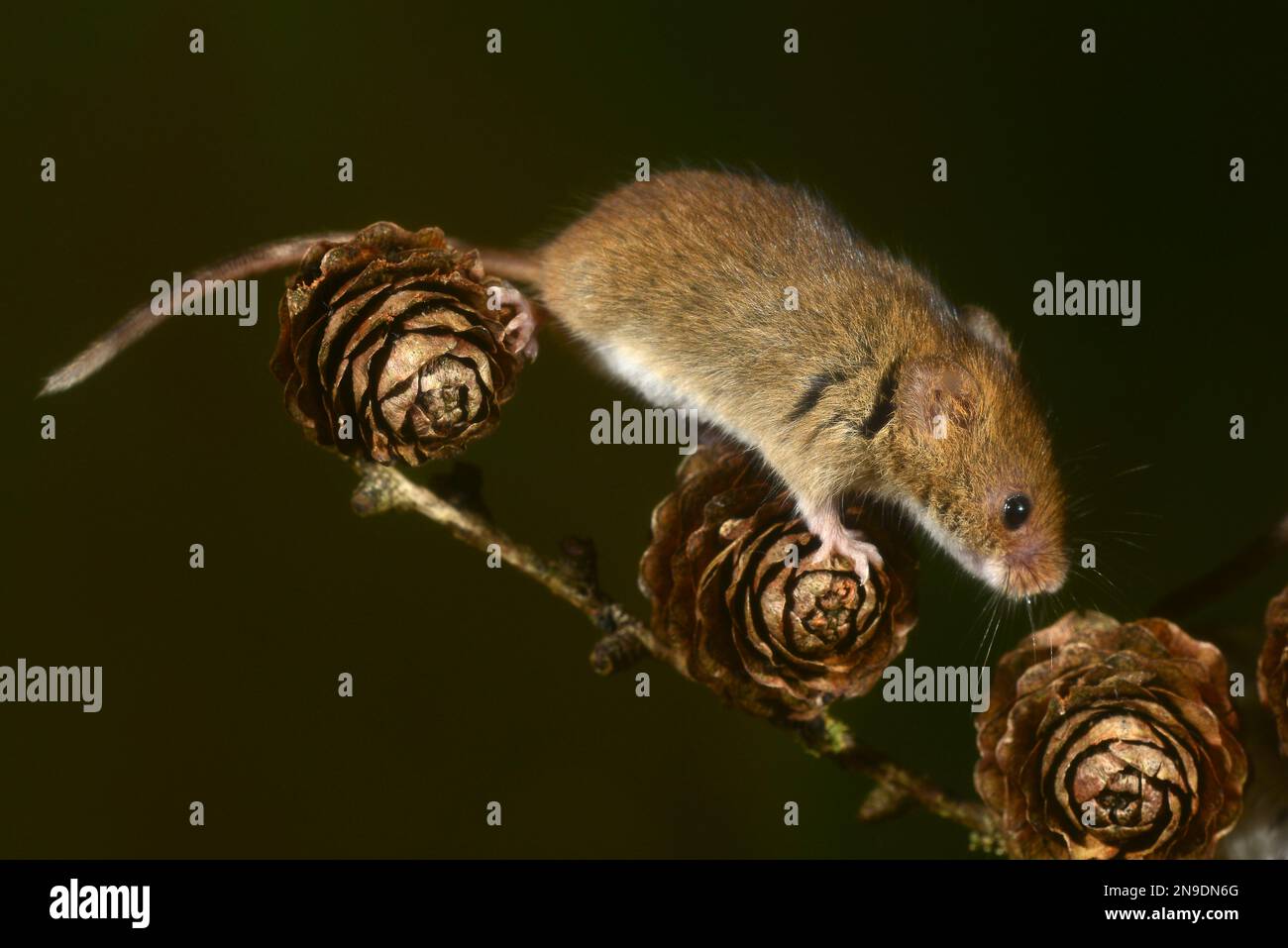 juvenile harvest mouse micromys minutes sorcinus Stock Photo - Alamy