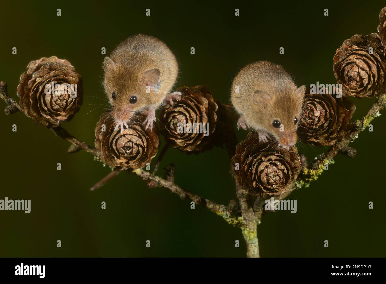 juvenile harvest mice micromys minutes sorcinus Stock Photo - Alamy