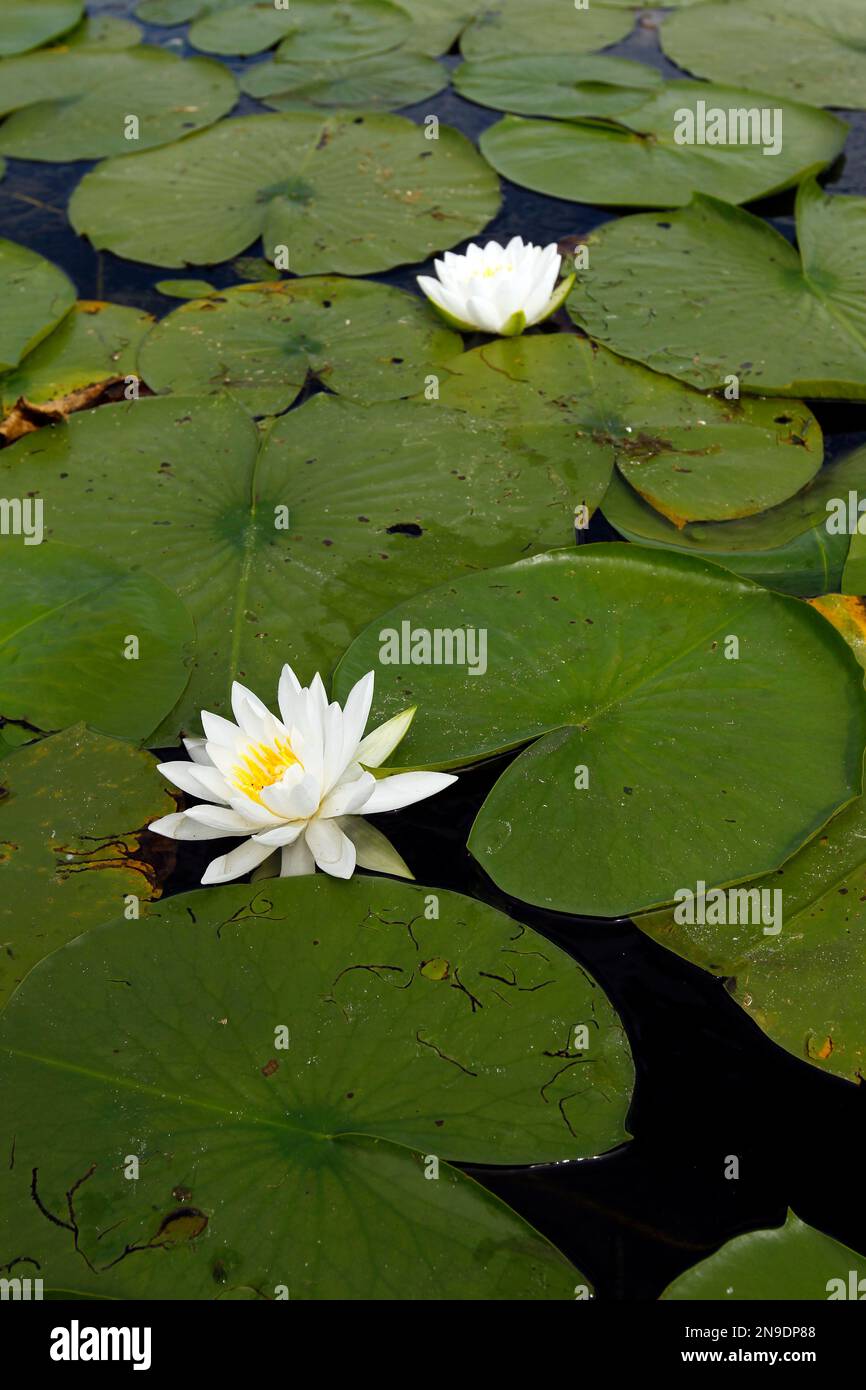 Water lilies bloom on Rock Lake near Pequot Lakes, Minn., Saturday ...