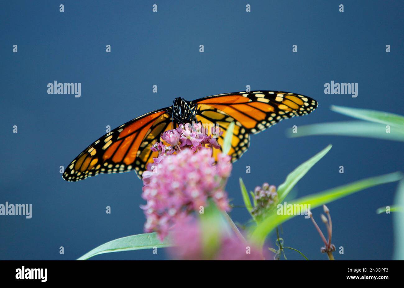 A Monarch butterfly eats nectar from a swamp milkweed on the shore of ...
