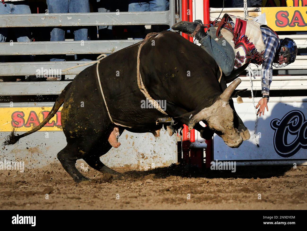 Bull rider Tyer Stueve Knoles from Marysville, Calif. is thrown from ...