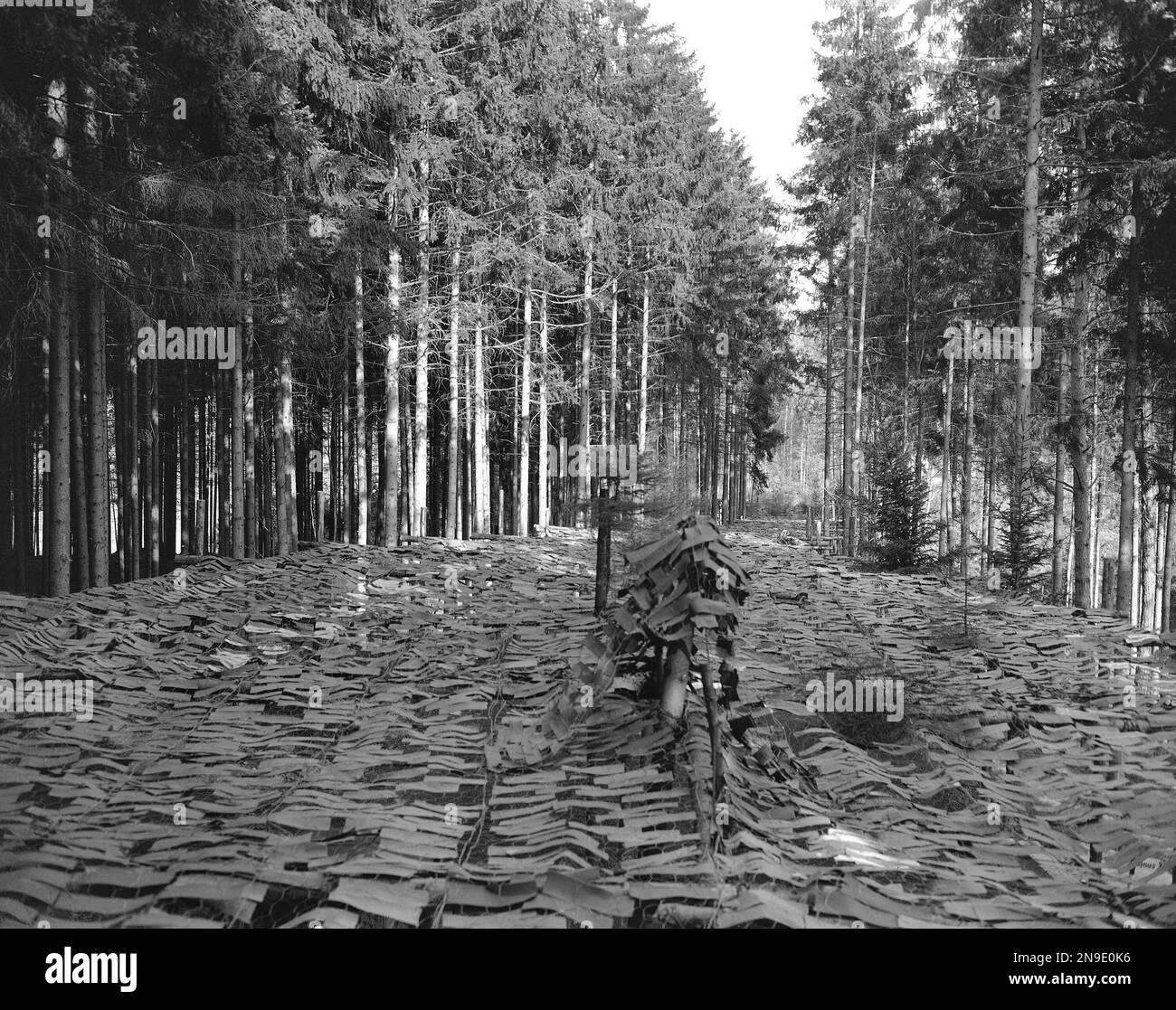 The well camouflaged roadway leading to the headquarters of Hitler's ...