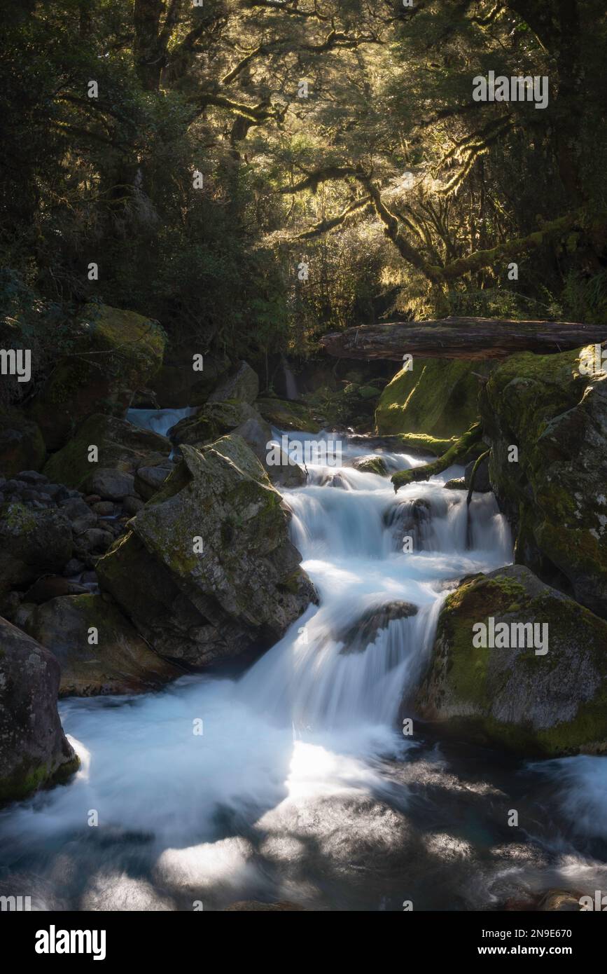 A roaring creek along the Lake Marian track in the Fiordland National ...