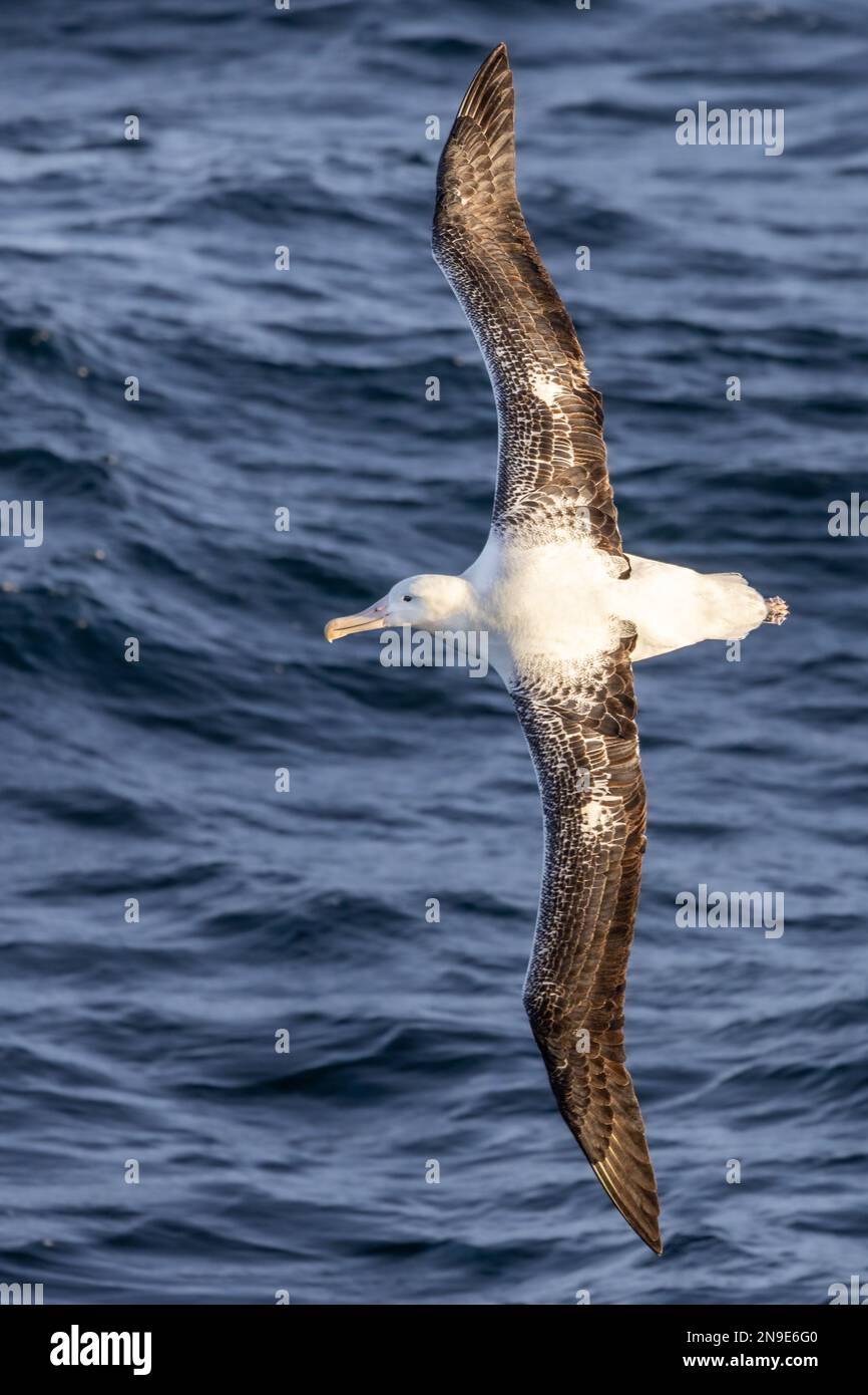 Southern Royal Albatross over Water in the South Pacific near Enderby ...