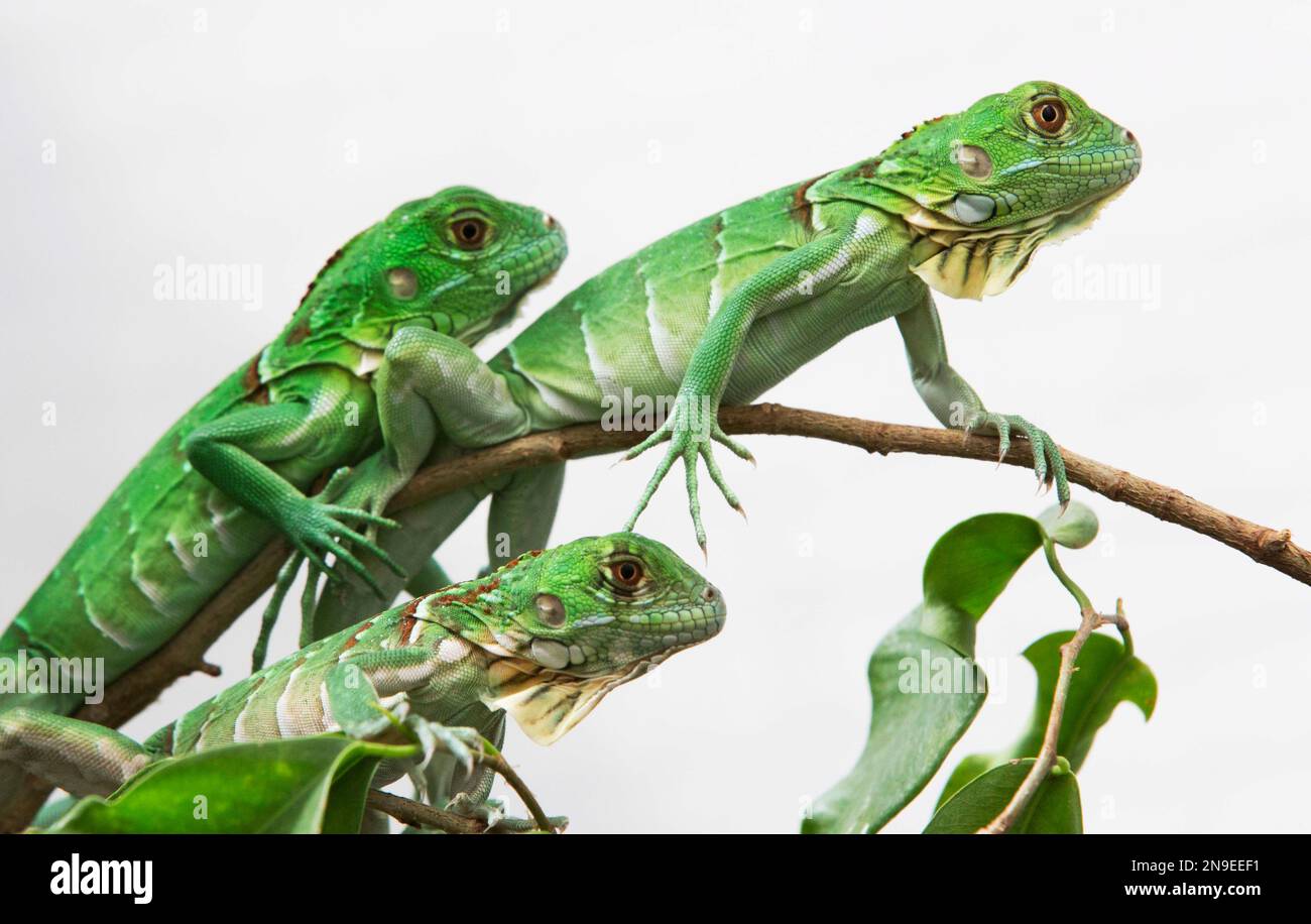 Three of eight new hatched Green Iguanas ( Iguana iguana) sit in their ...